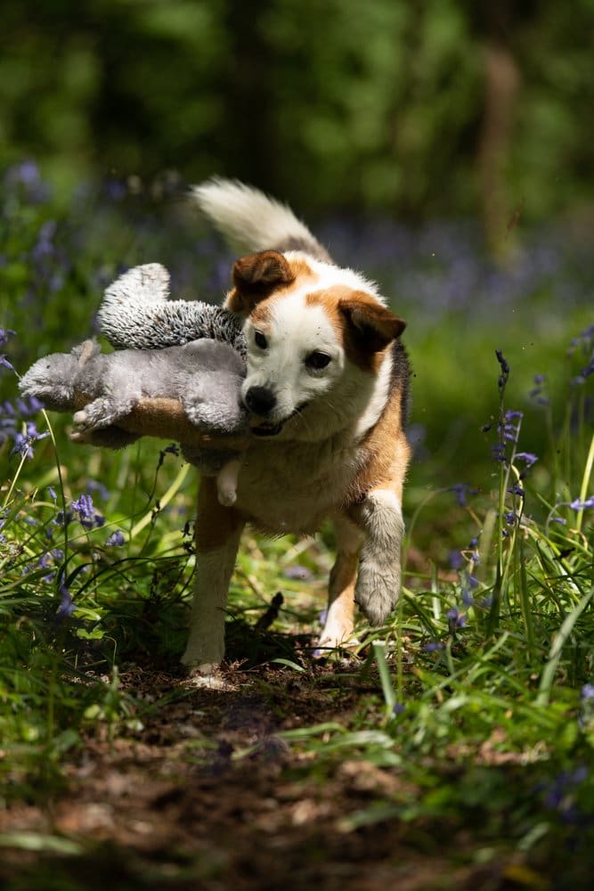 CYRIL SQUIRREL PLUSH DOG TOY – EPLA